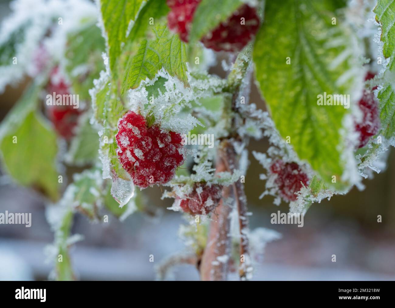 Particles of berries hi-res stock photography and images - Alamy