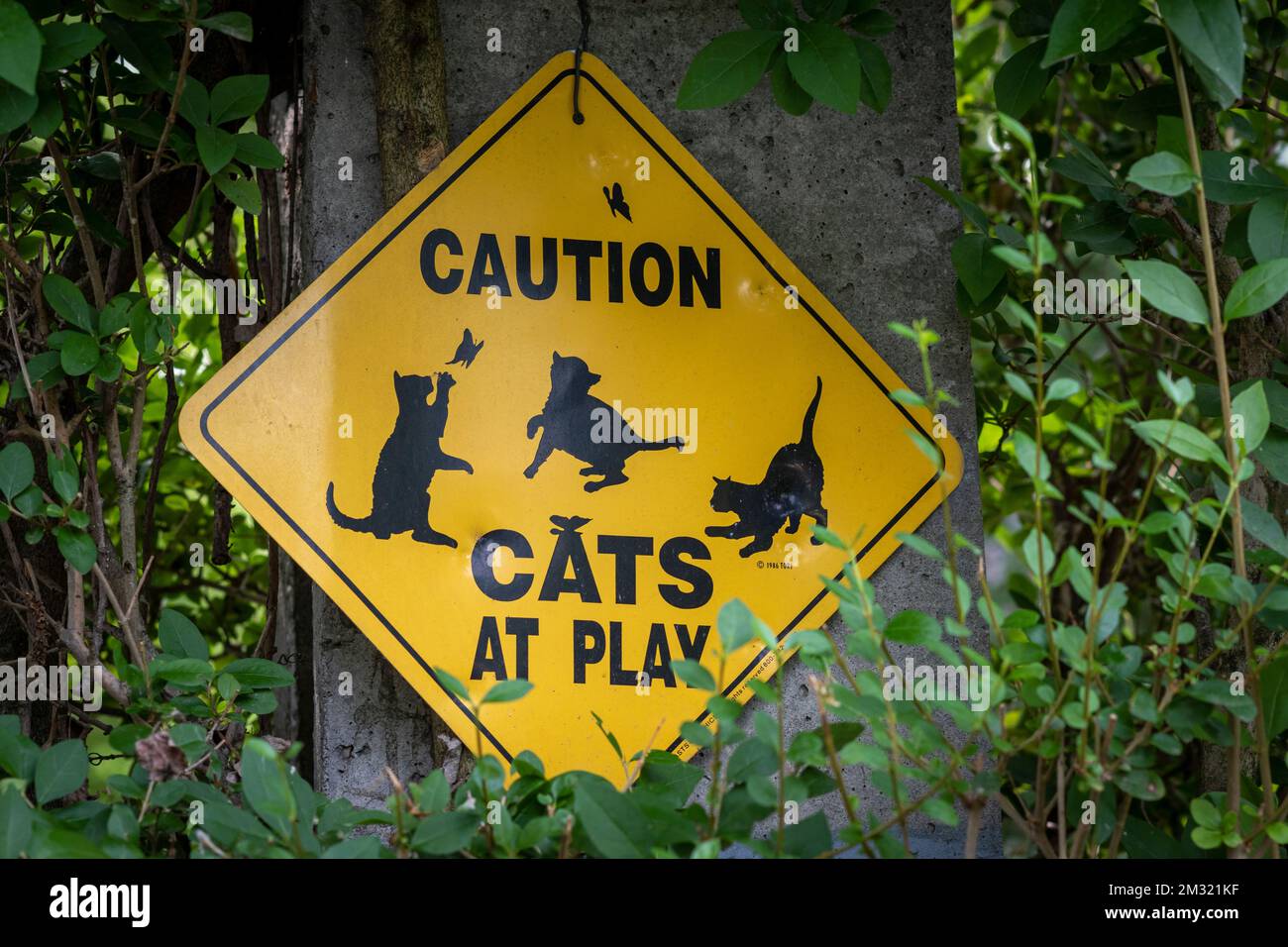 Caution cats at play sign board at a forest roadside hanged on a tree ...