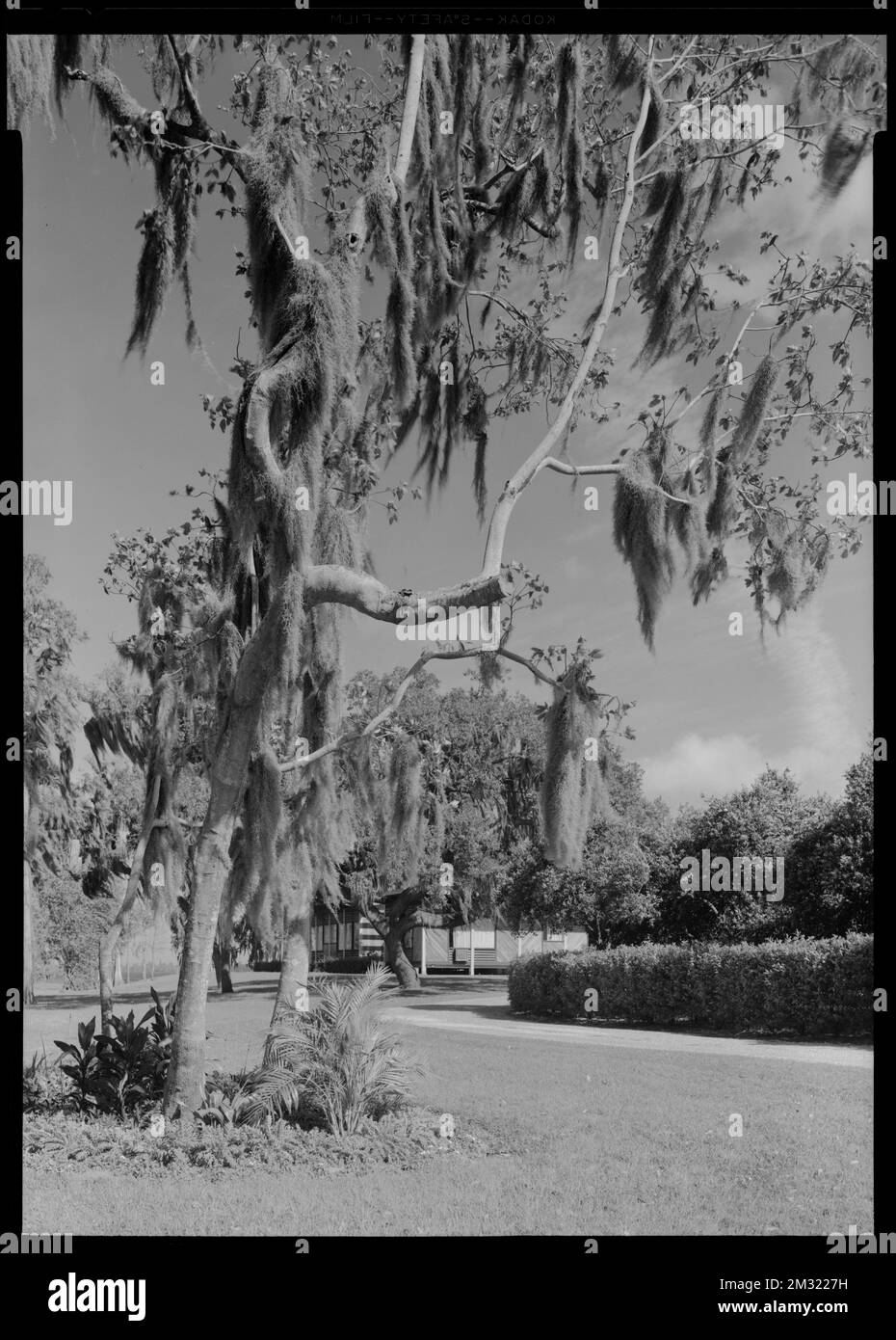 Garden scene , Gardens, Trees. Samuel Chamberlain Photograph Negatives ...