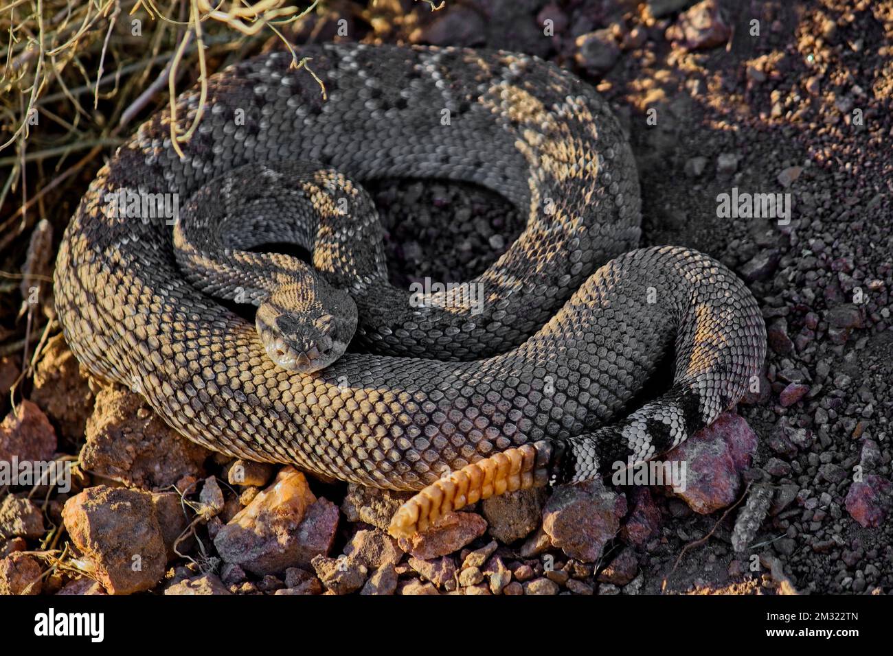 A beautiful closeup of a western diamondback rattlesnake on a ground ...