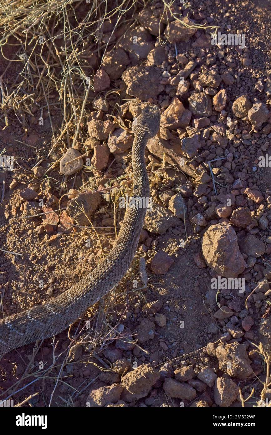 A vertical closeup of a western diamondback rattlesnake ready to strike ...