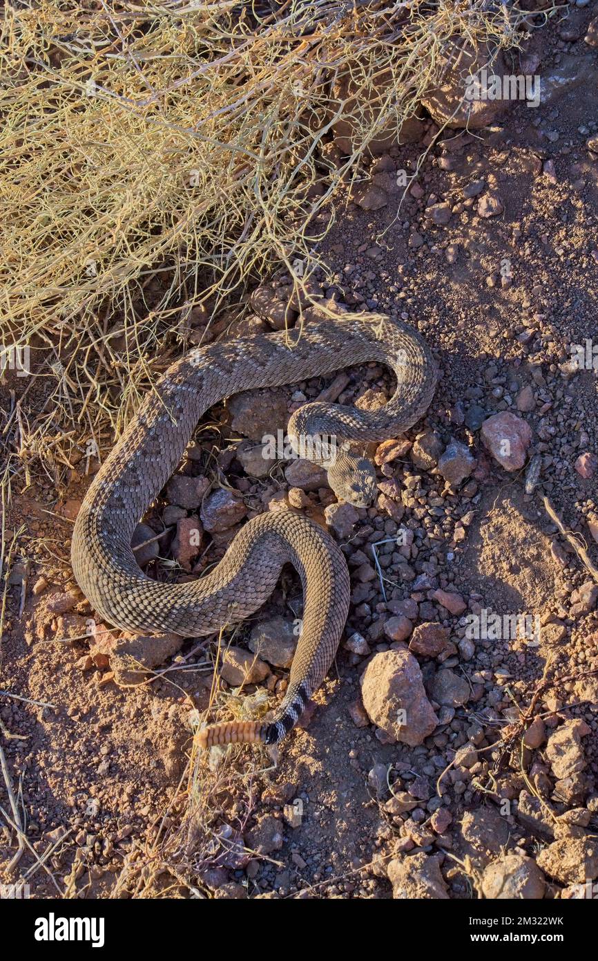 A beautiful vertical closeup of a western diamondback rattlesnake ready ...
