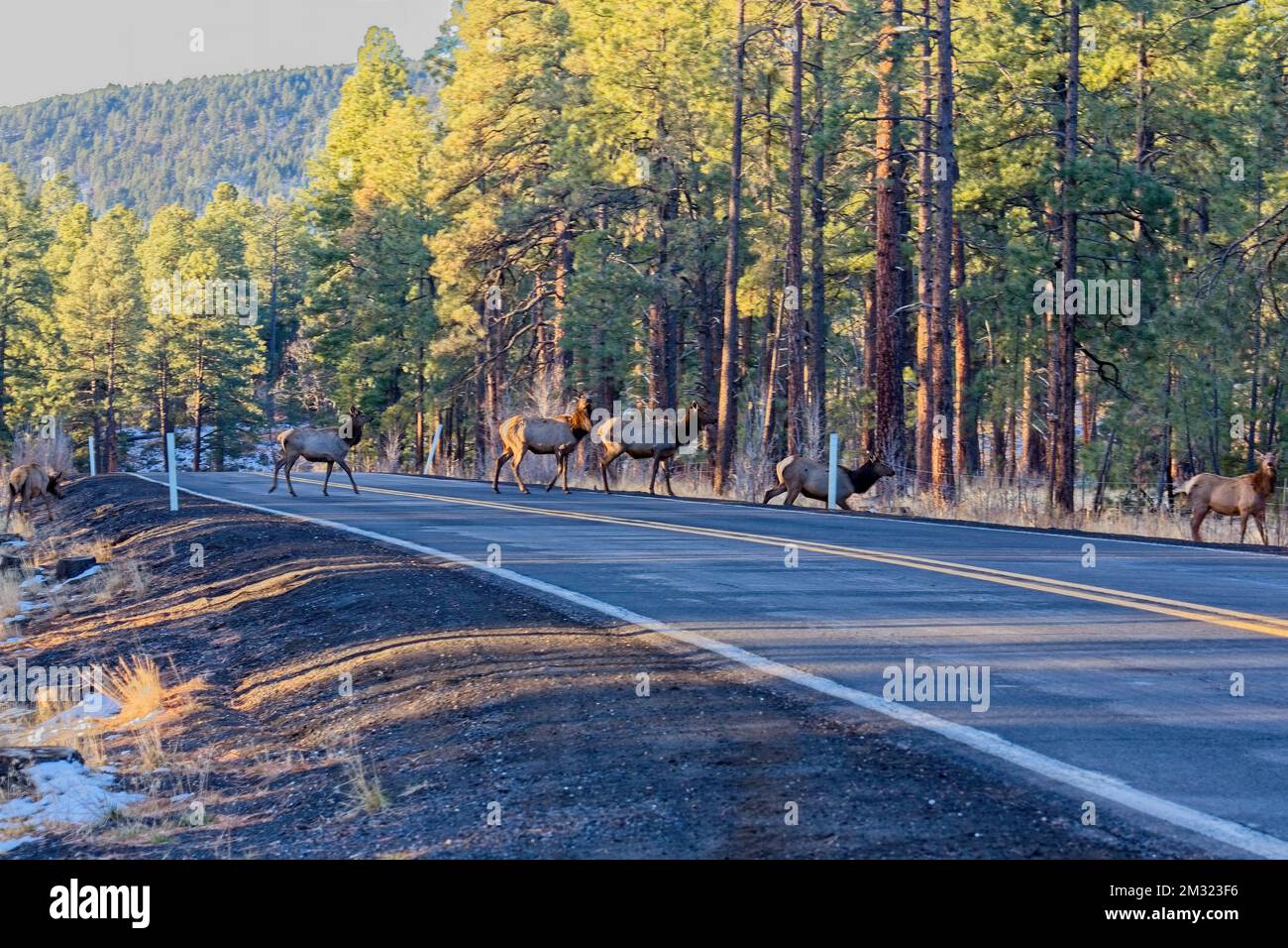 Elk herd migration hi-res stock photography and images - Alamy
