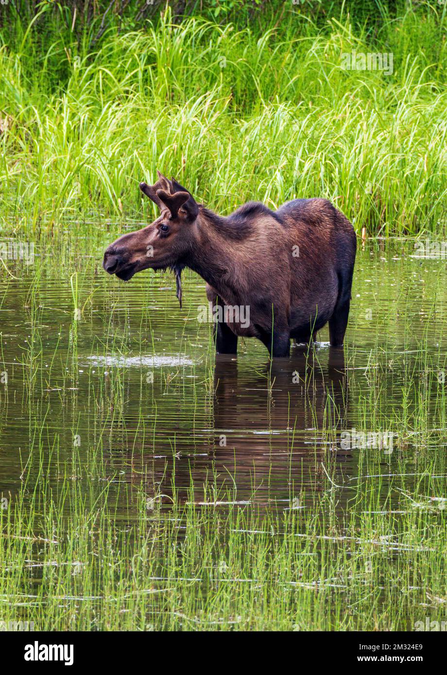 Young bull Moose (Alces alces) feeding on lake vegetation; Dease Lake ...