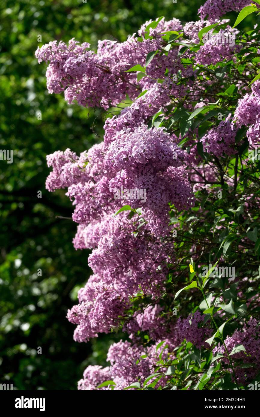 Purple, Lilac, Garden, Flowering, Shrub, Syringa lilac, Syringa ...