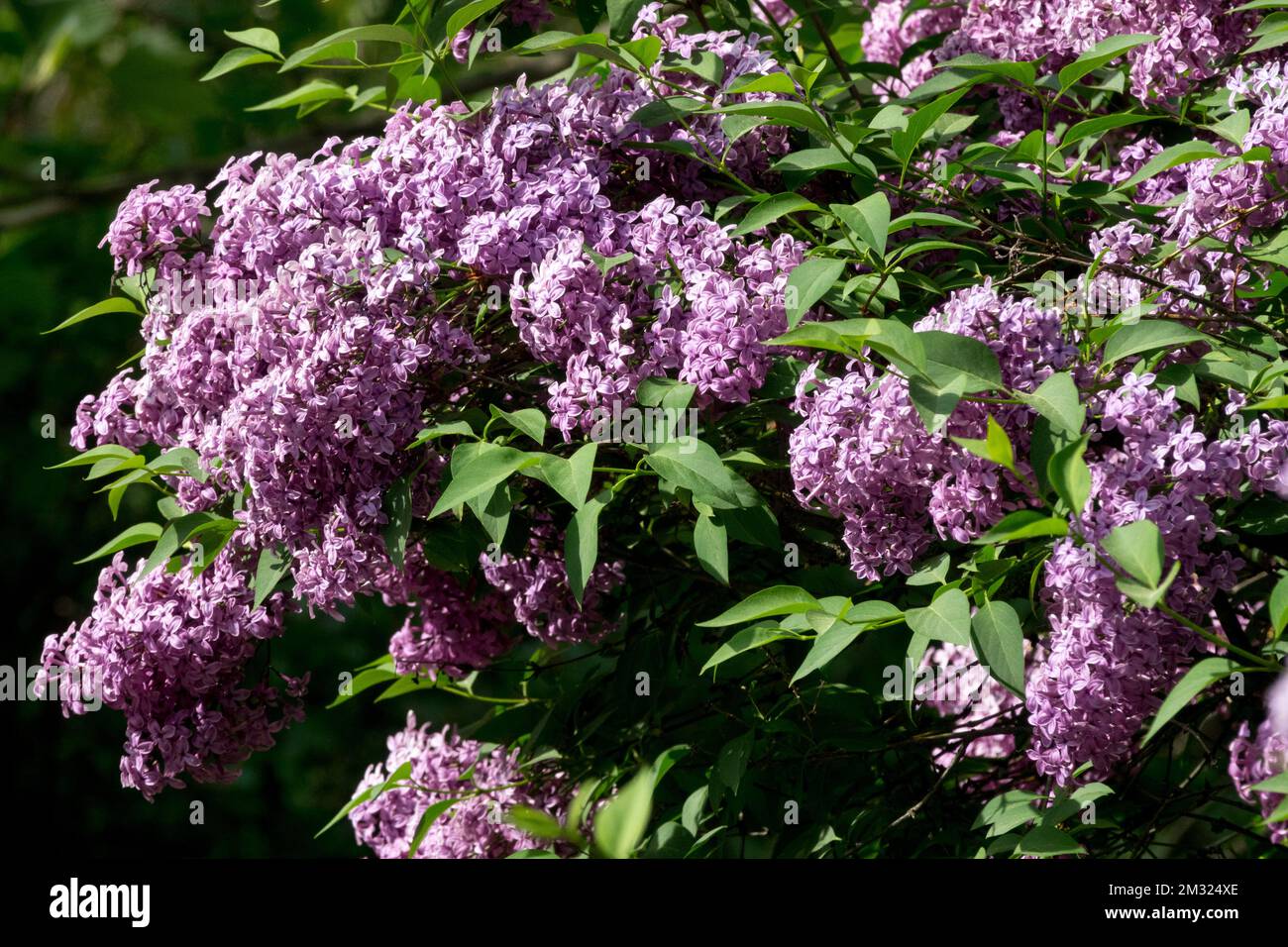 Shrubby, Lilac syringa, Purple, Syringa vulgaris, Blooming, Syringa ...