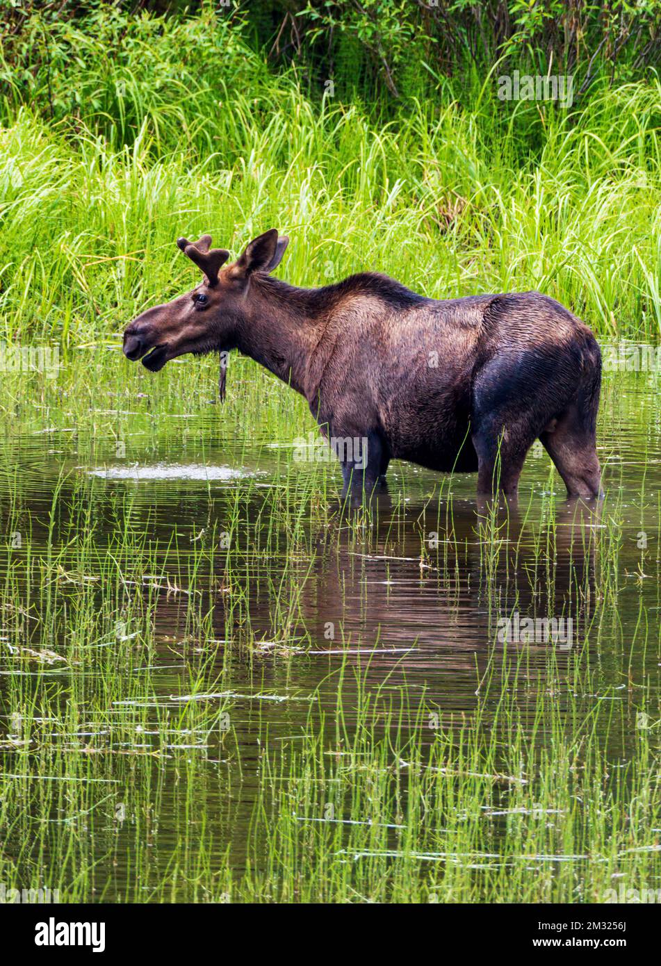 Young bull Moose (Alces alces) feeding on lake vegetation; Dease Lake ...
