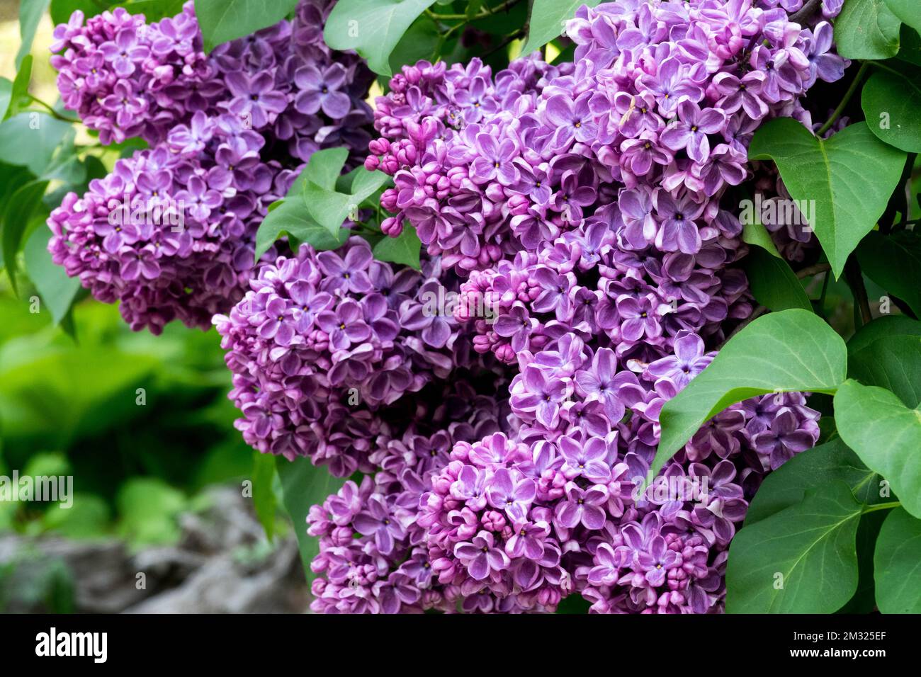 Common purple lilac syringa vulgaris hi-res stock photography and ...