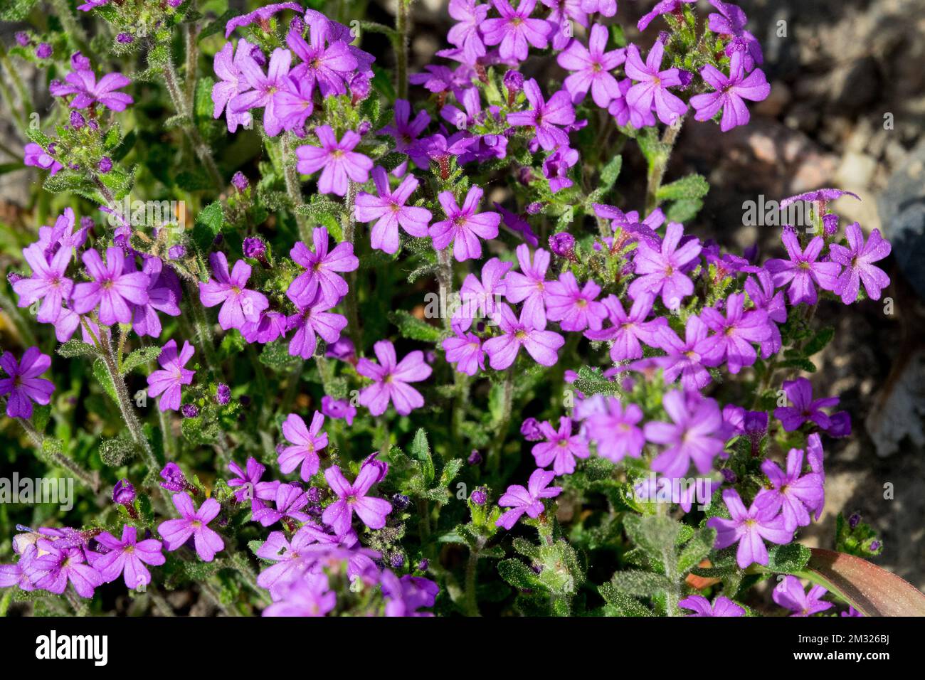 Fairy Foxglove, Erinus alpinus, Blooms Stock Photo - Alamy