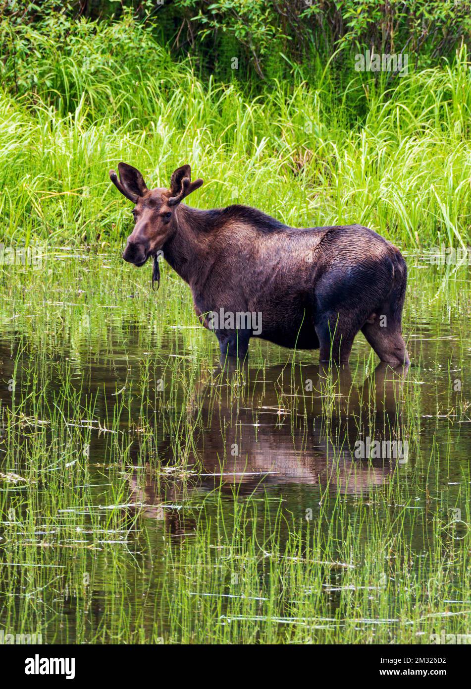Young bull Moose (Alces alces) feeding on lake vegetation; Dease Lake ...