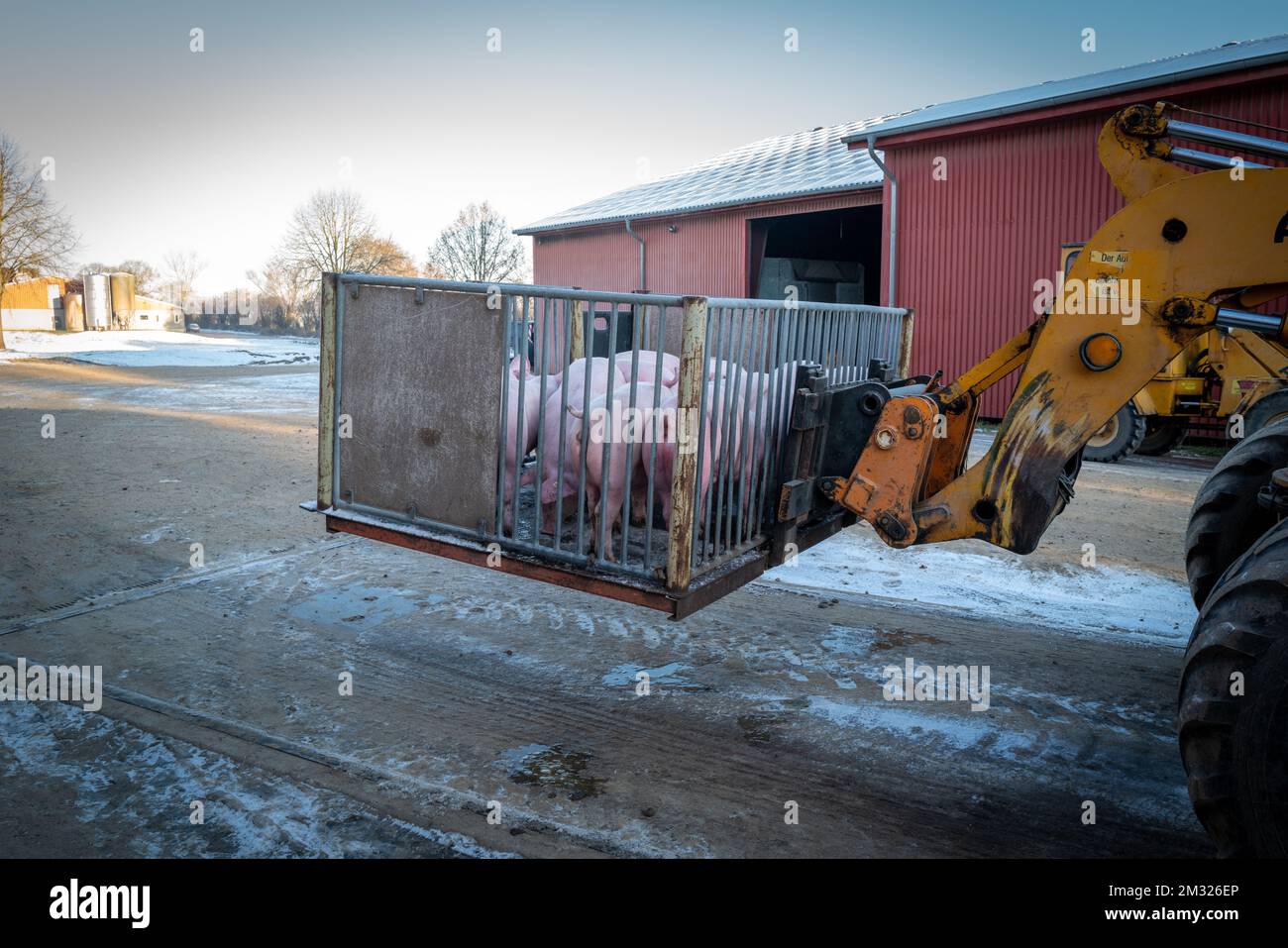 on a farm young pigs are transported in a cage by a wheel loader Stock ...