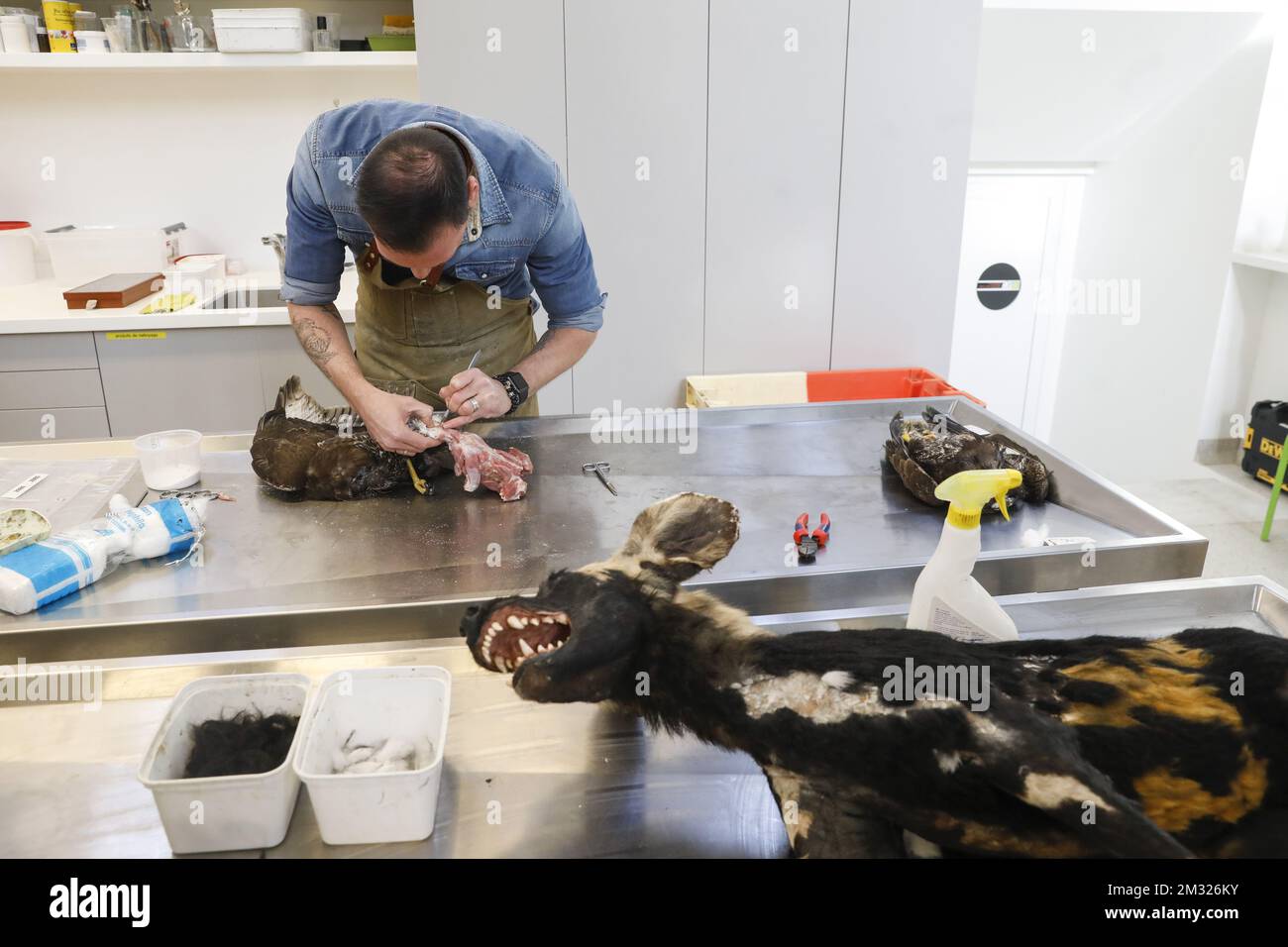 Illustration shows the making of of the new room on biodiversity called ...