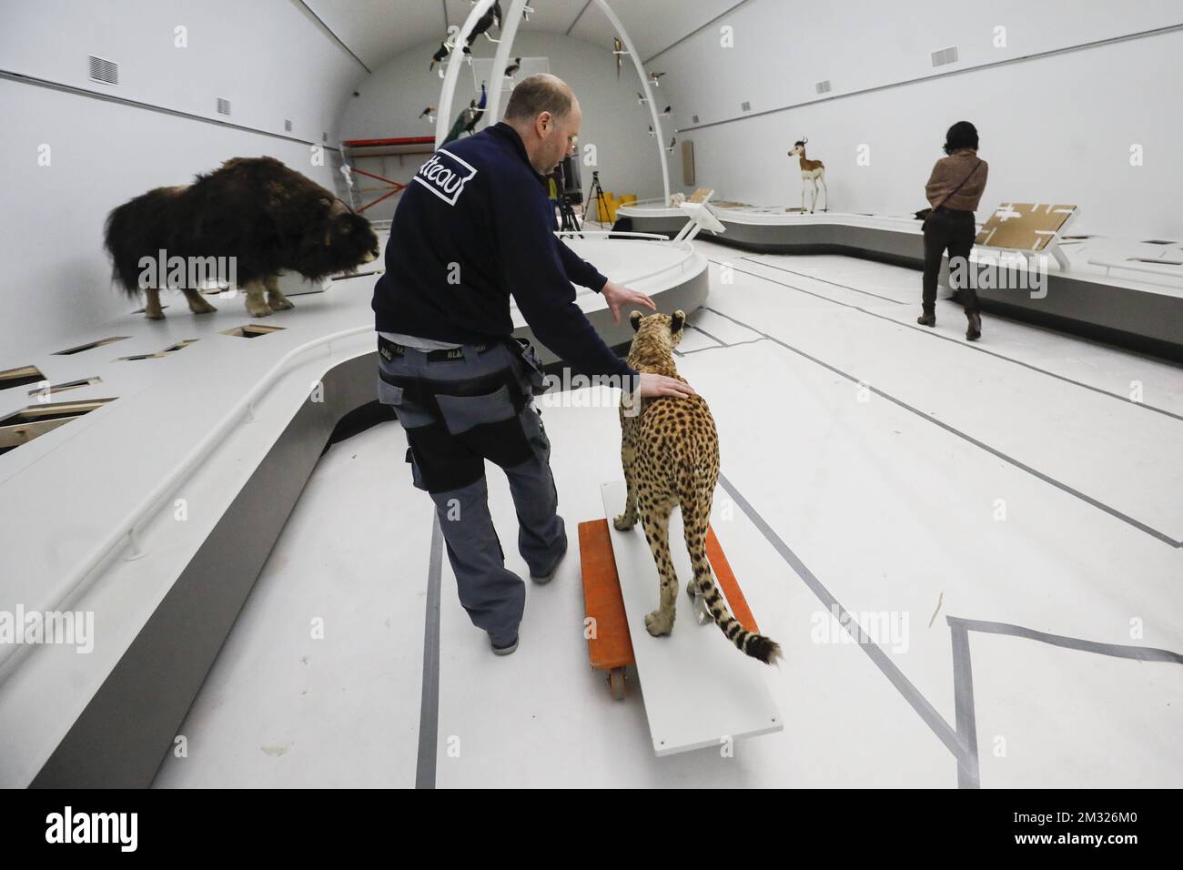 Illustration shows the making of of the new room on biodiversity called ...