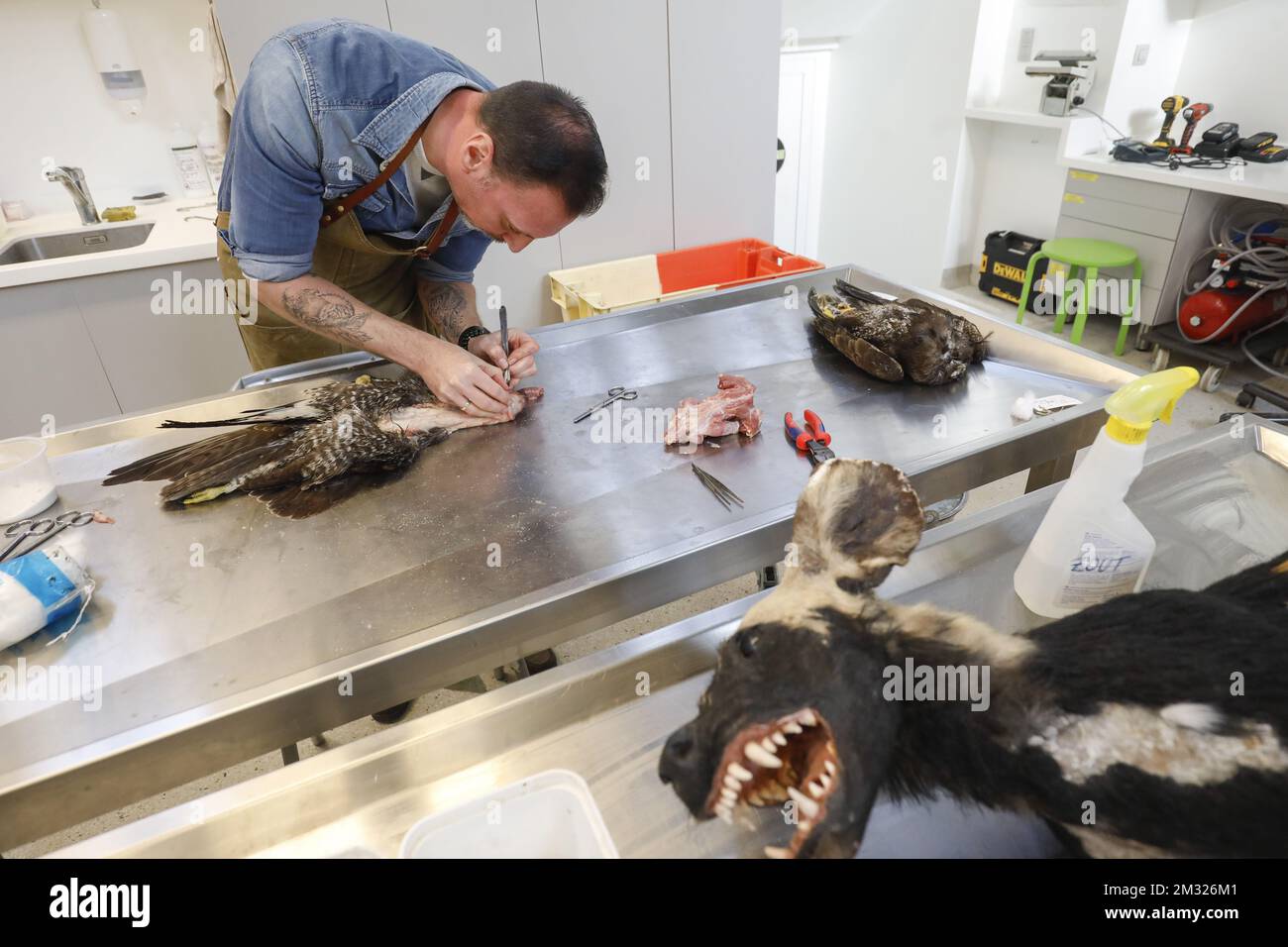 Illustration shows the making of of the new room on biodiversity called ...