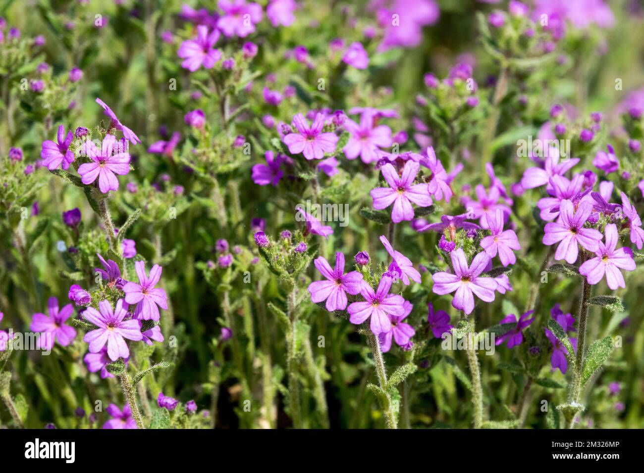 Blooming, Erinus alpinus, Fairy Foxglove, Purple, Erinus, Flowering ...