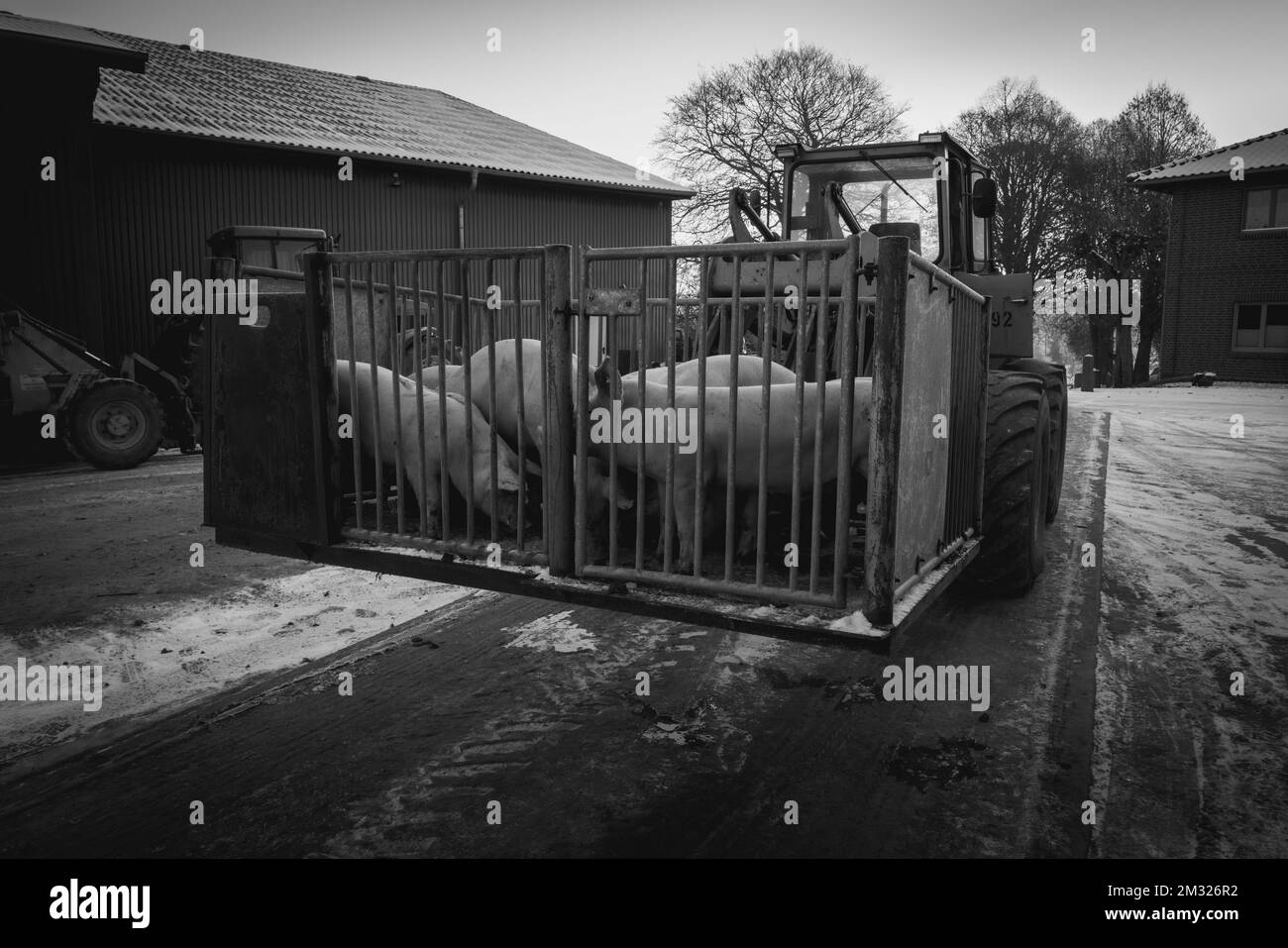 on a farm young pigs are transported in a cage by a wheel loader Stock ...