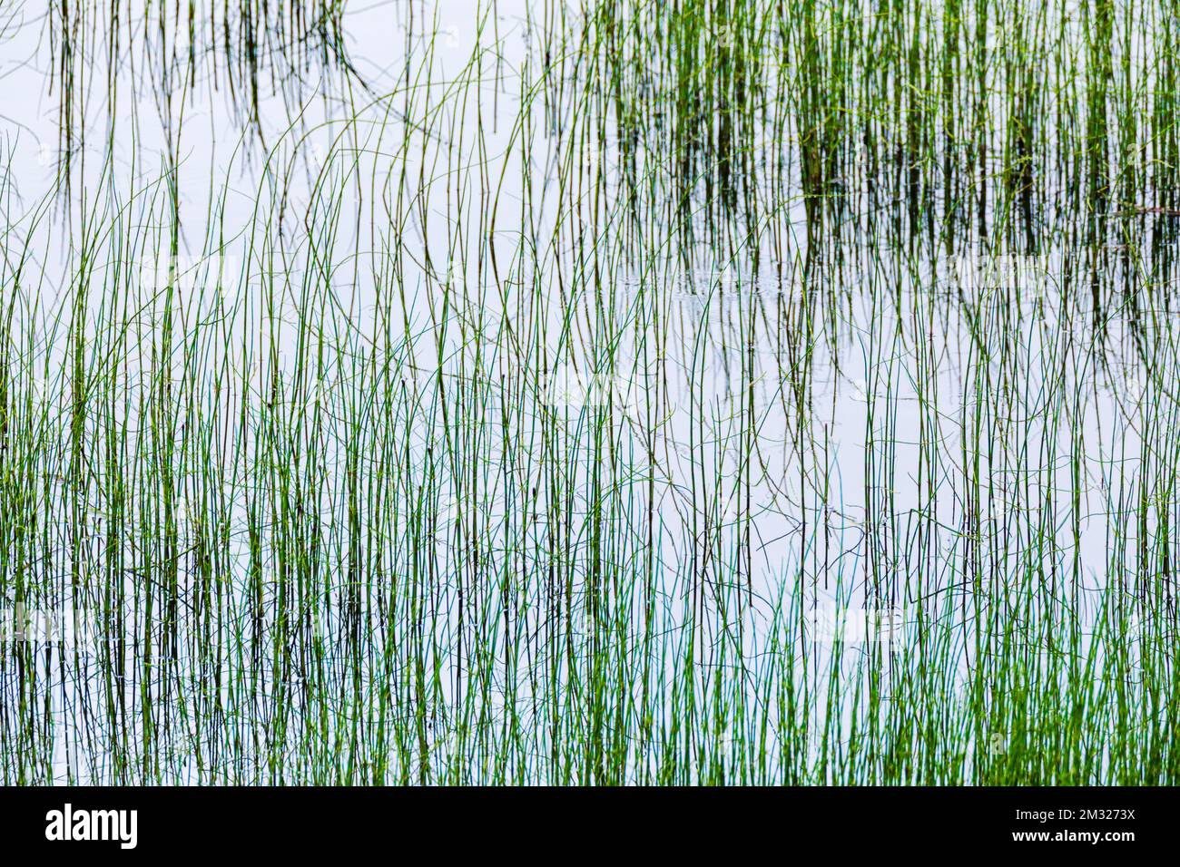 Marsh grasses in pond create abstract patterns; Dease Lake; along Stewart-Cassiar Highway ...