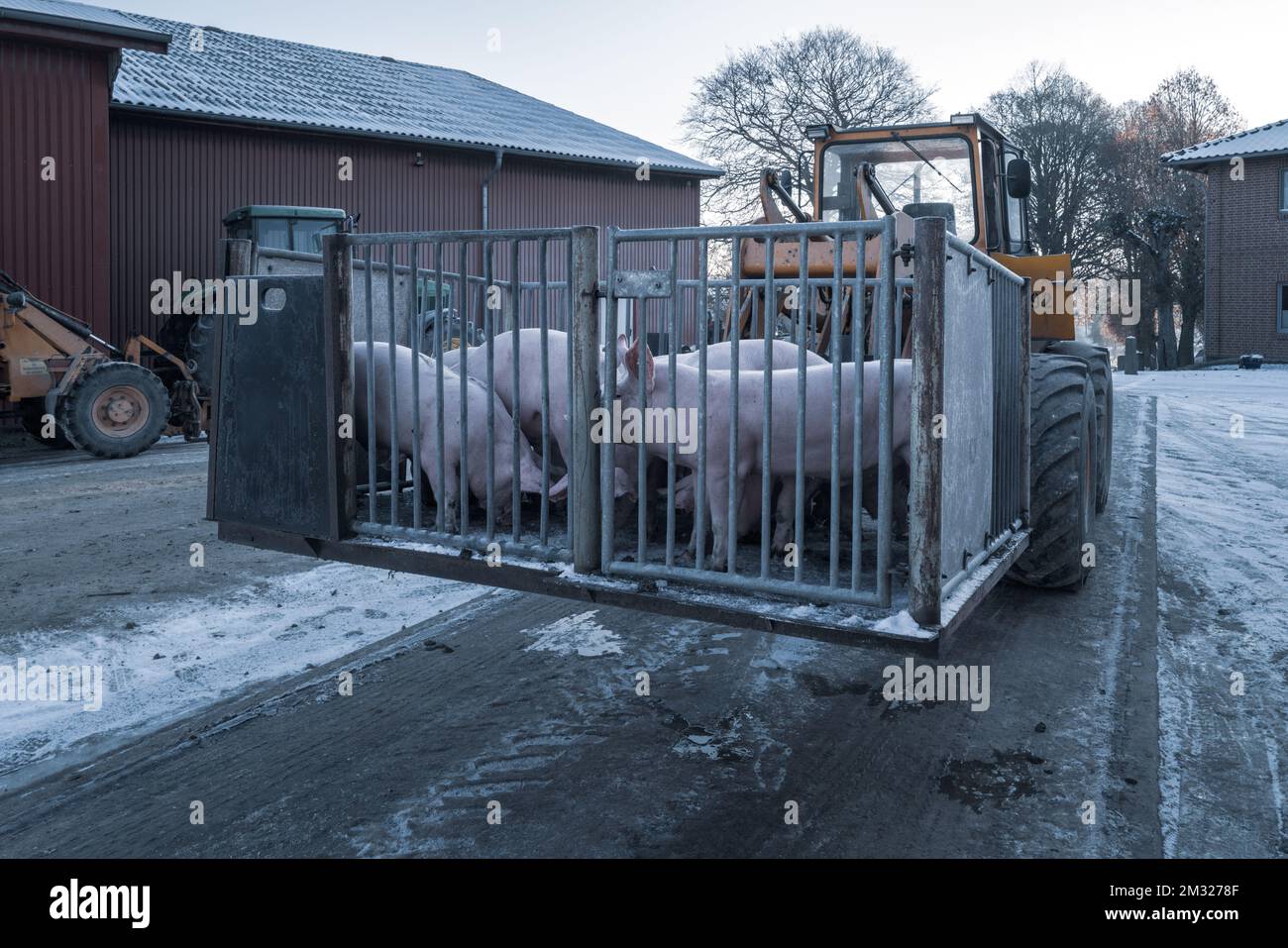 on a farm young pigs are transported in a cage by a wheel loader Stock ...