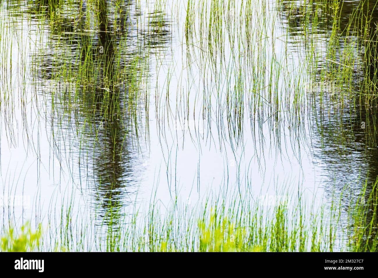 Marsh grasses in pond create abstract patterns; Dease Lake; along Stewart-Cassiar Highway ...