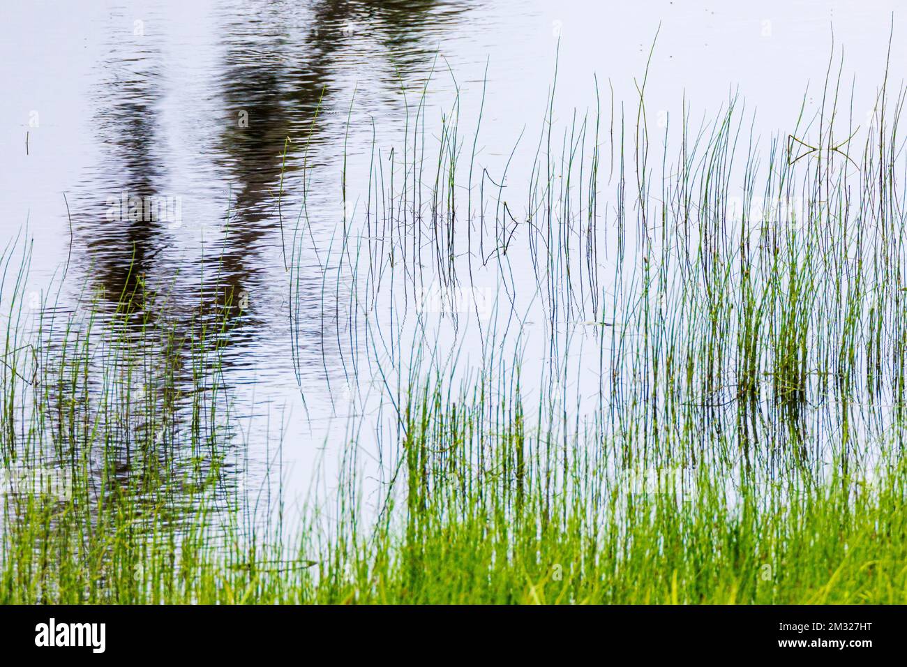 Marsh grasses in pond create abstract patterns; Dease Lake; along ...