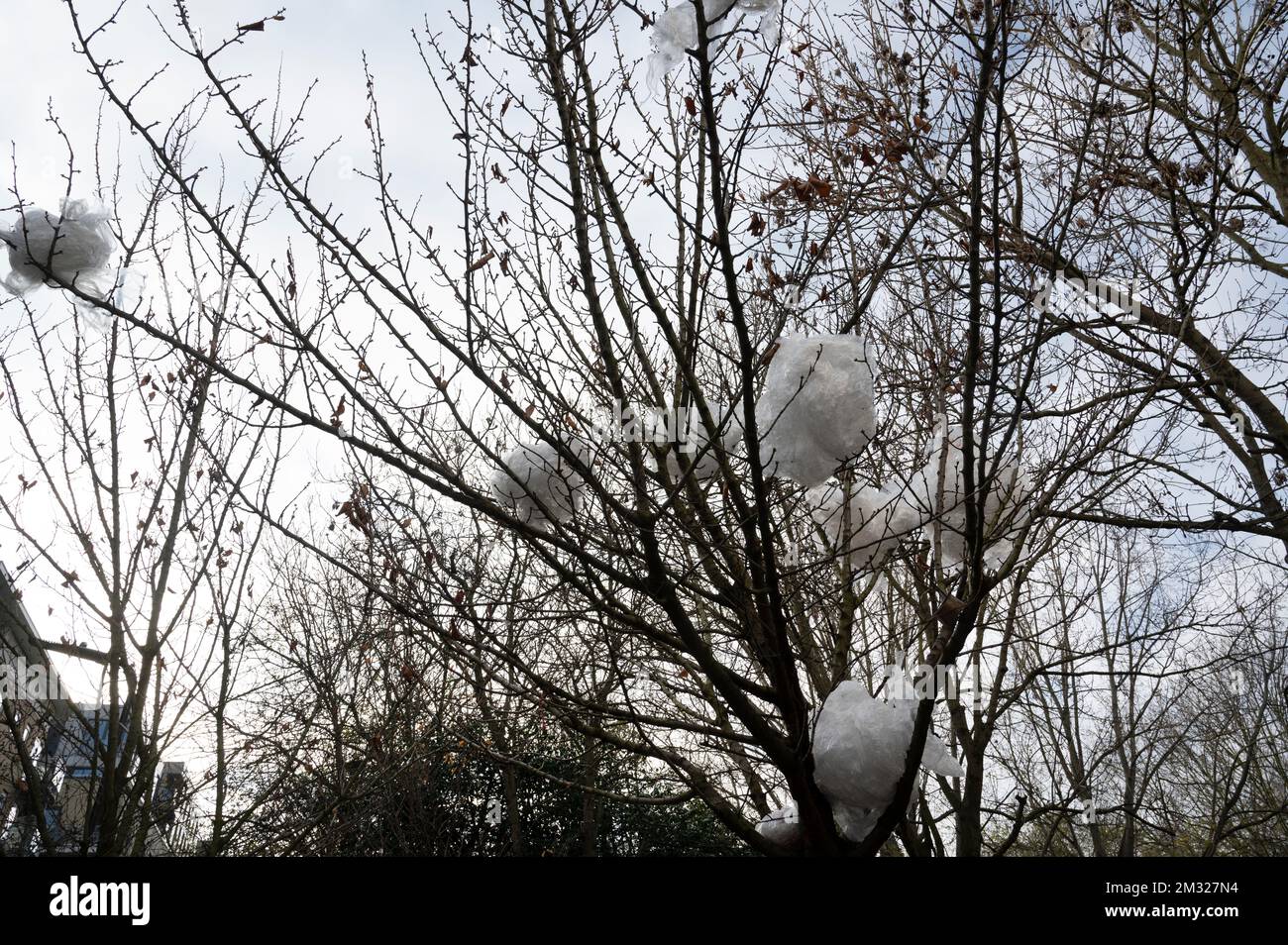 Hackney; London; England. Plastic bags in a tree Stock Photo - Alamy