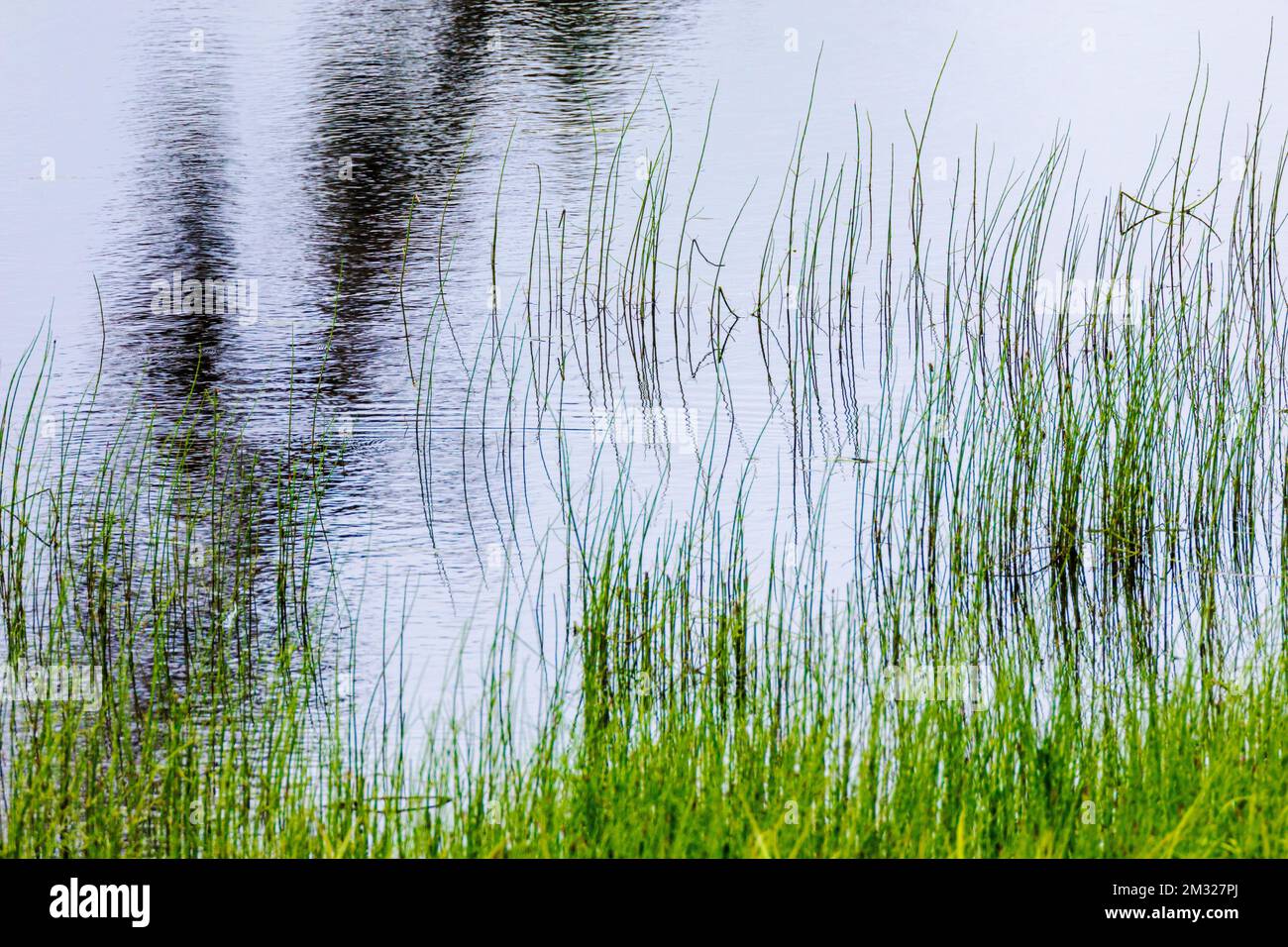 Geometric patterns in nature hi-res stock photography and images - Alamy