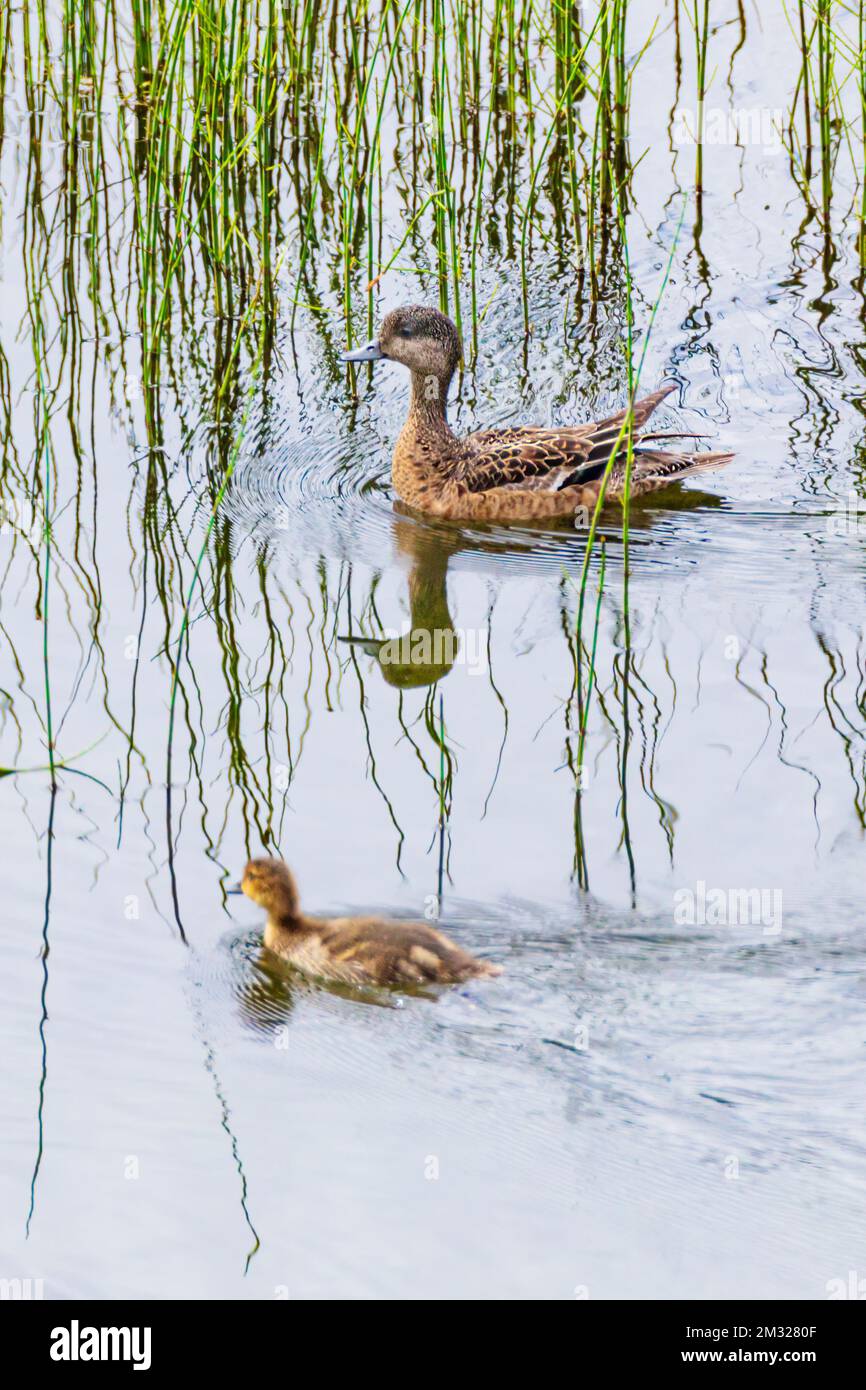 Female Green-winged-teal with duckling; Dease Lake; along Stewart ...