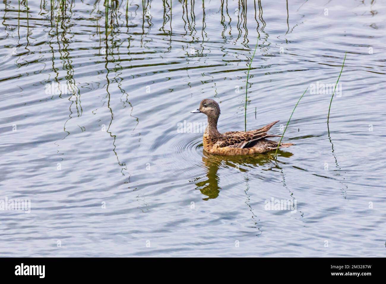 Green-winged-teal; duck; Dease Lake; along Stewart-Cassiar Highway ...
