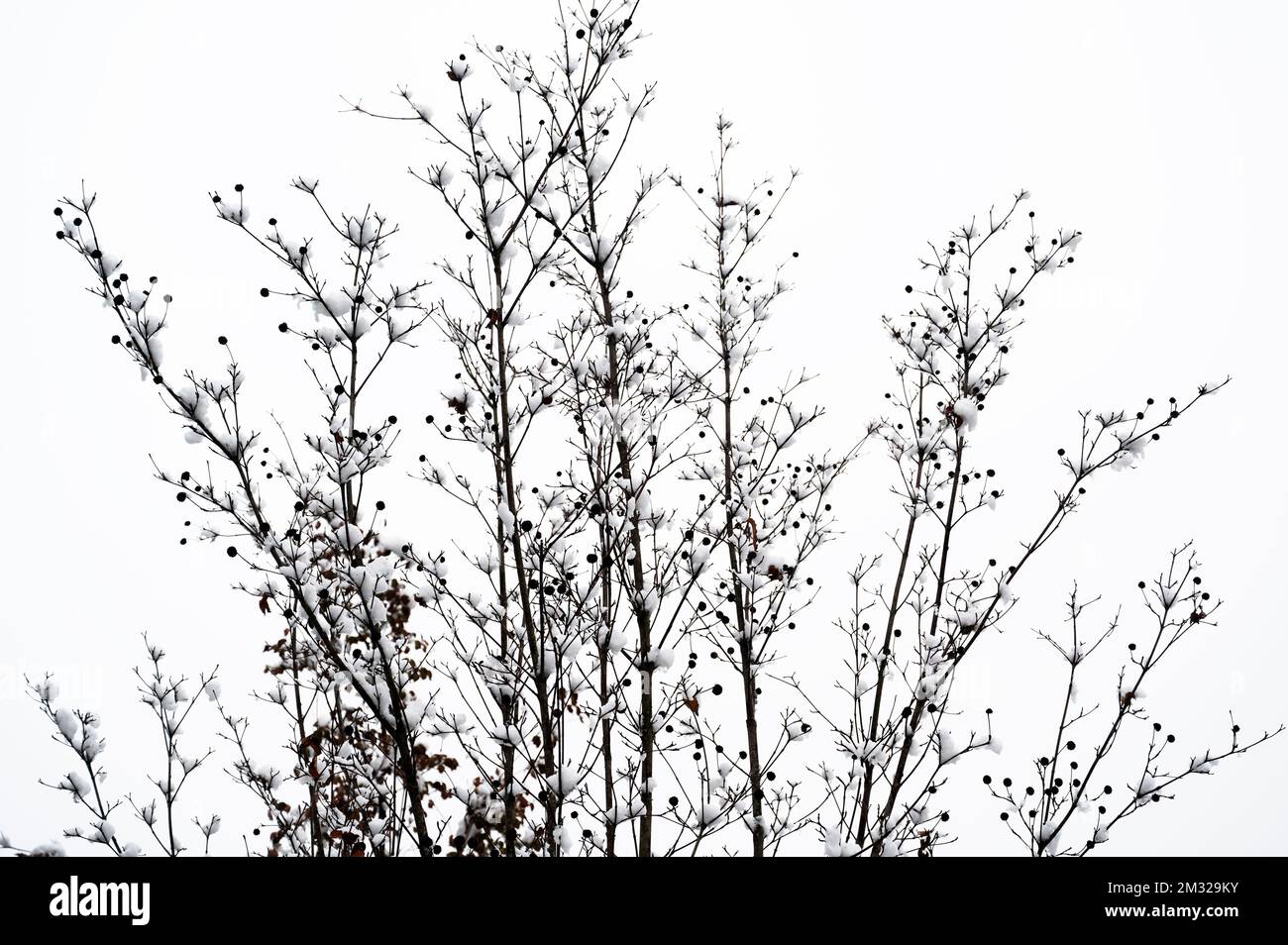 London Fields, Hackney, London, England, UK Stock Photo - Alamy