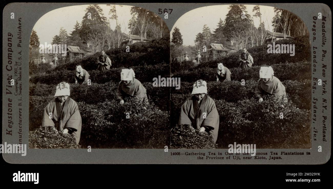 Gathering tea, district of Uji, Japan , Tea plantations, Harvesting ...