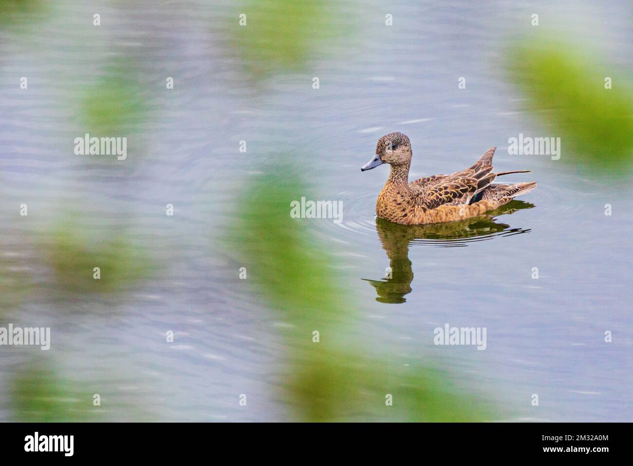 Green-winged-teal; duck; Dease Lake; along Stewart-Cassiar Highway ...