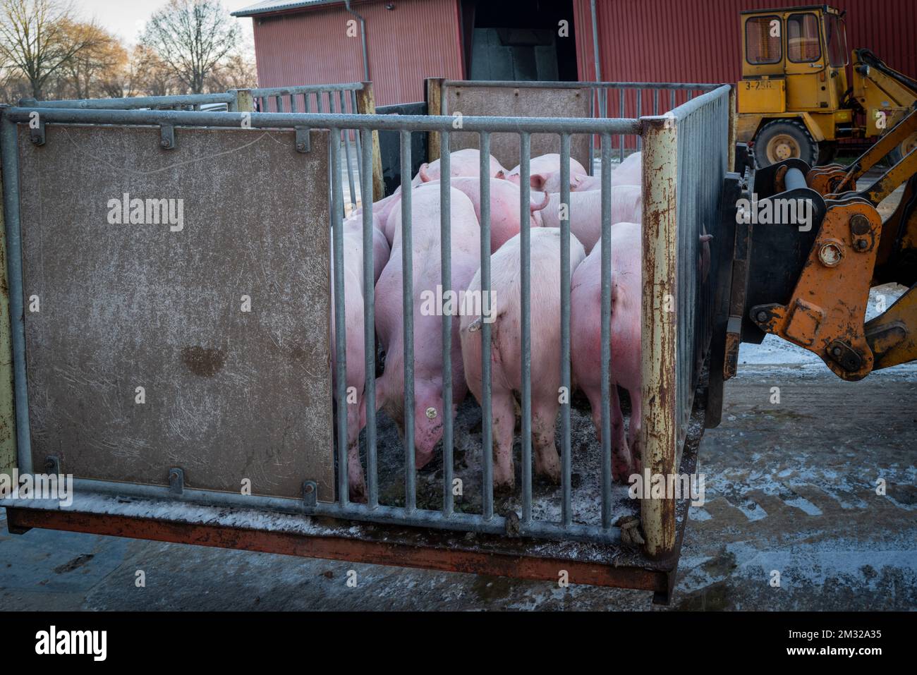 on a farm young pigs are transported in a cage by a wheel loader Stock ...
