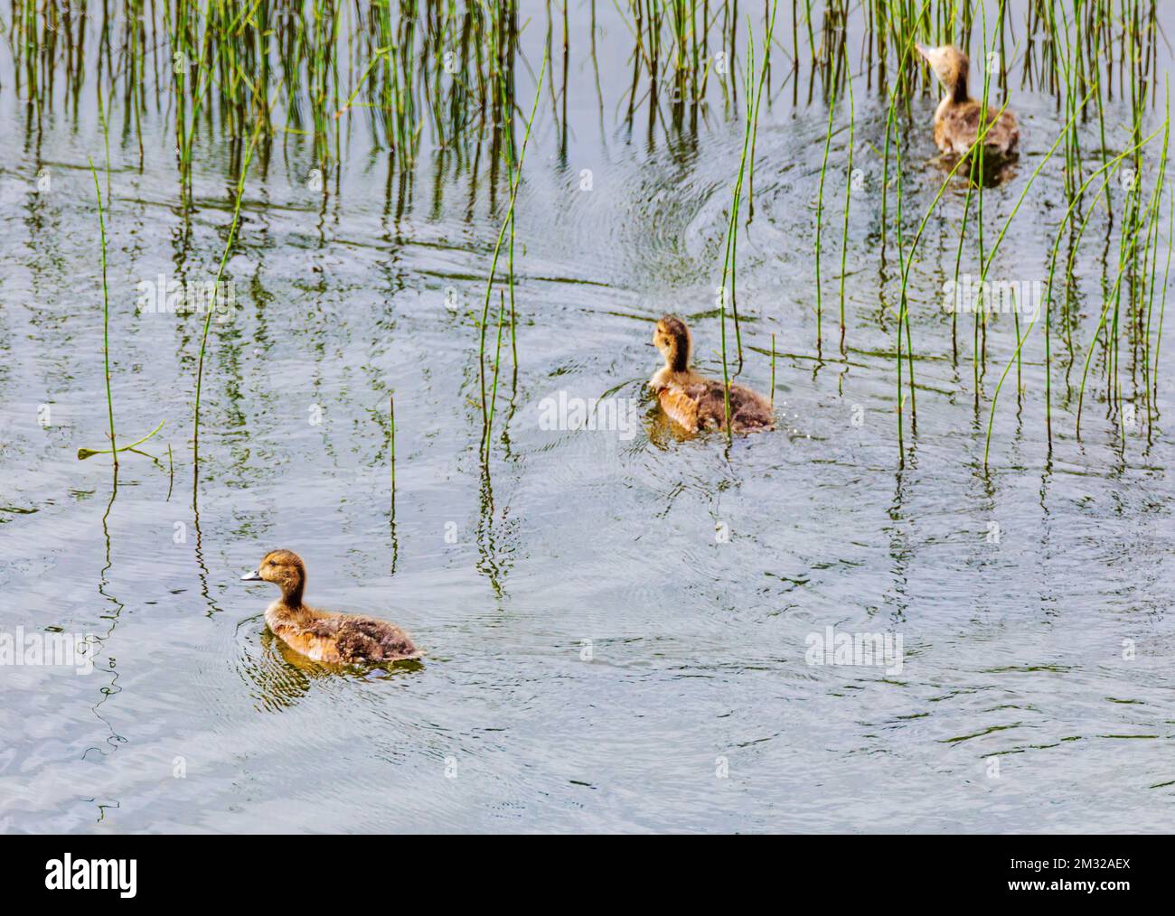 Green-winged-teal ducklings; Dease Lake; along Stewart-Cassiar Highway; British Columbia; Canada ...
