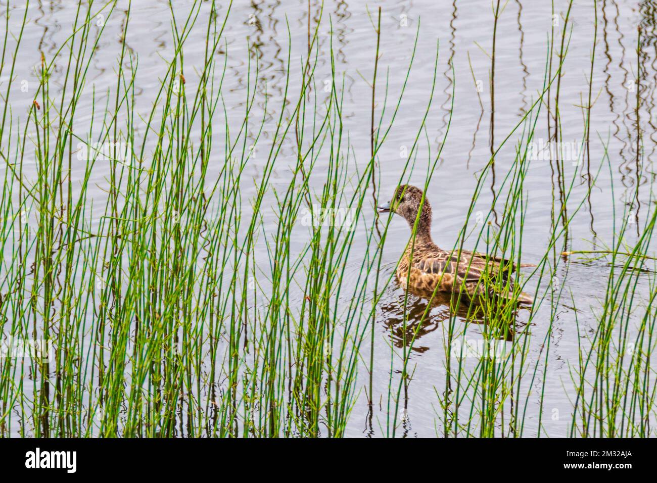 Green-winged-teal; duck; Dease Lake; along Stewart-Cassiar Highway ...