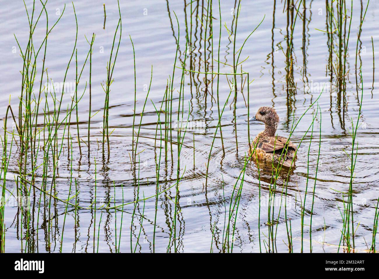 Green-winged-teal; duck; Dease Lake; along Stewart-Cassiar Highway ...