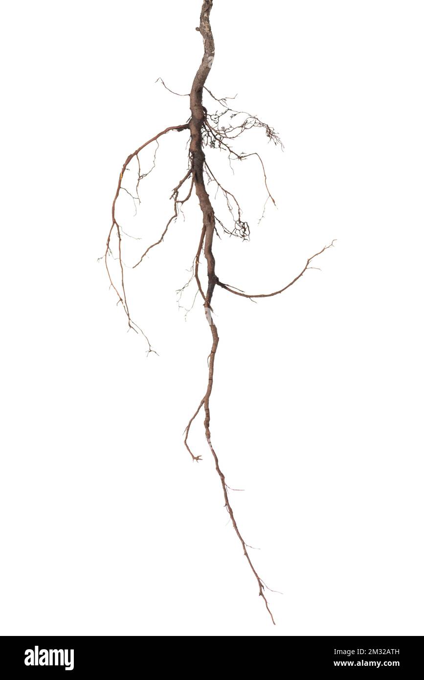 bird cherry tree roots is isolated on white background Stock Photo - Alamy