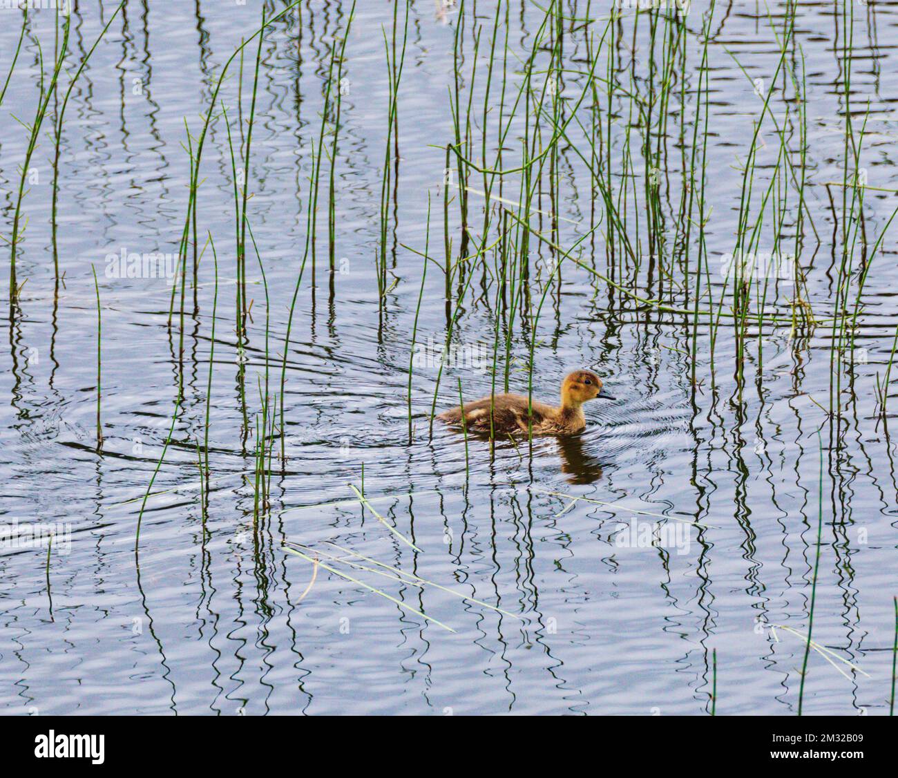 Green-winged-teal duckling; Dease Lake; along Stewart-Cassiar Highway ...