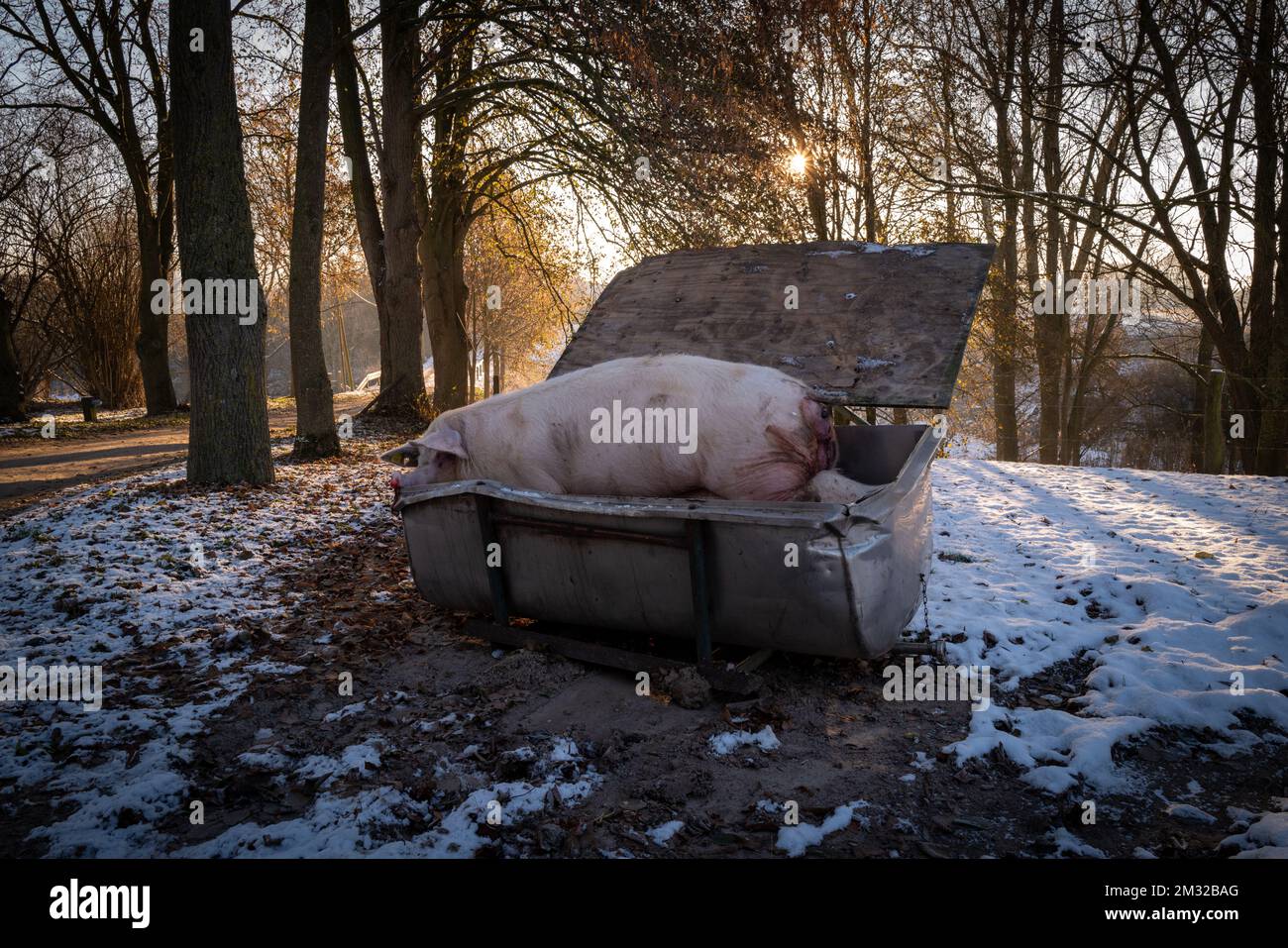 a dead domestic pig lies in a large tub Stock Photo - Alamy