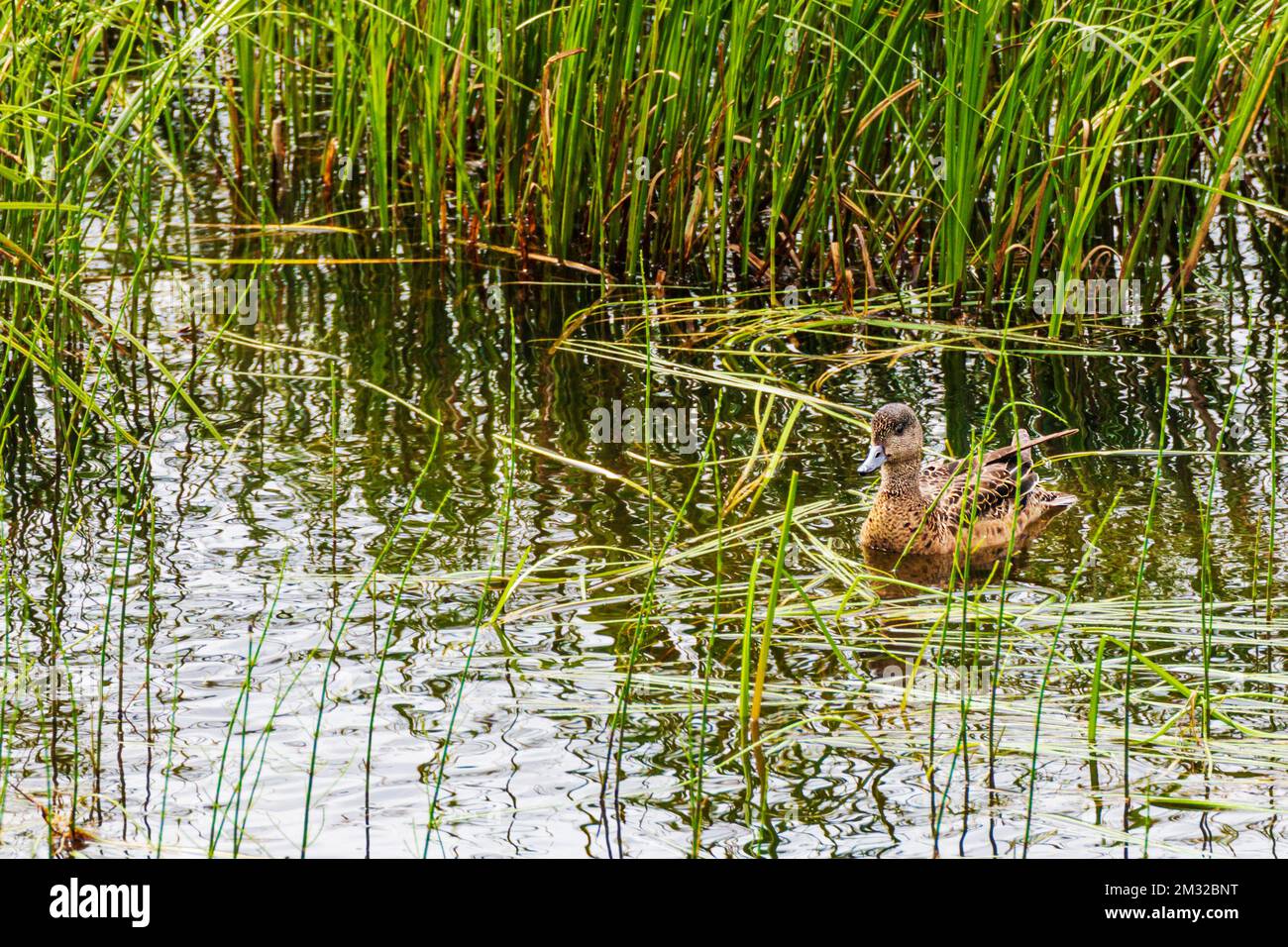 Green-winged-teal; duck; Dease Lake; along Stewart-Cassiar Highway ...