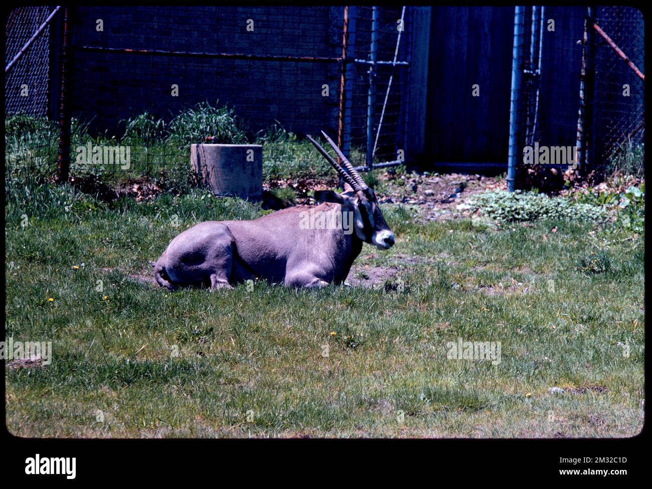 Gemsbok in zoo , Antelopes, Zoo animals. Edmund L. Mitchell Collection ...