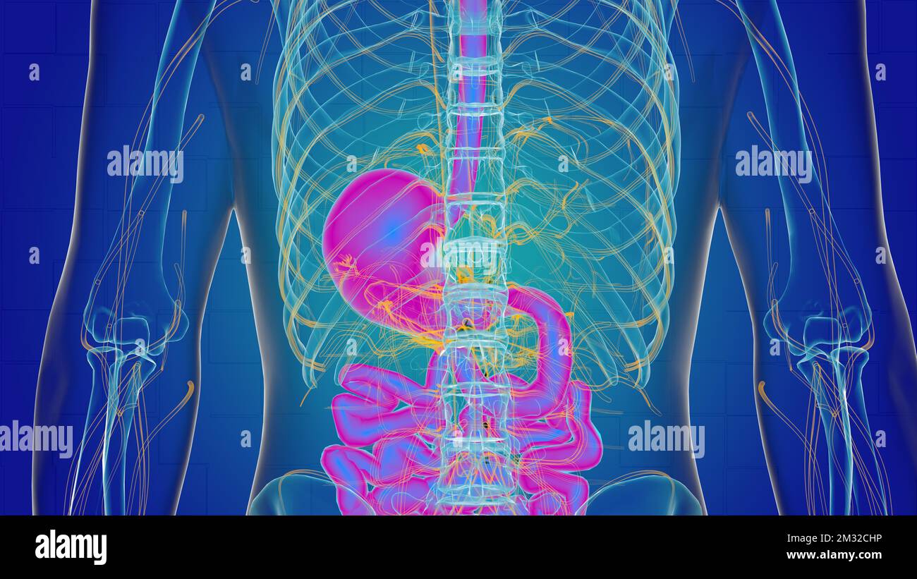 Human stomach anatomy for medical concept 3D illustration Stock Photo ...