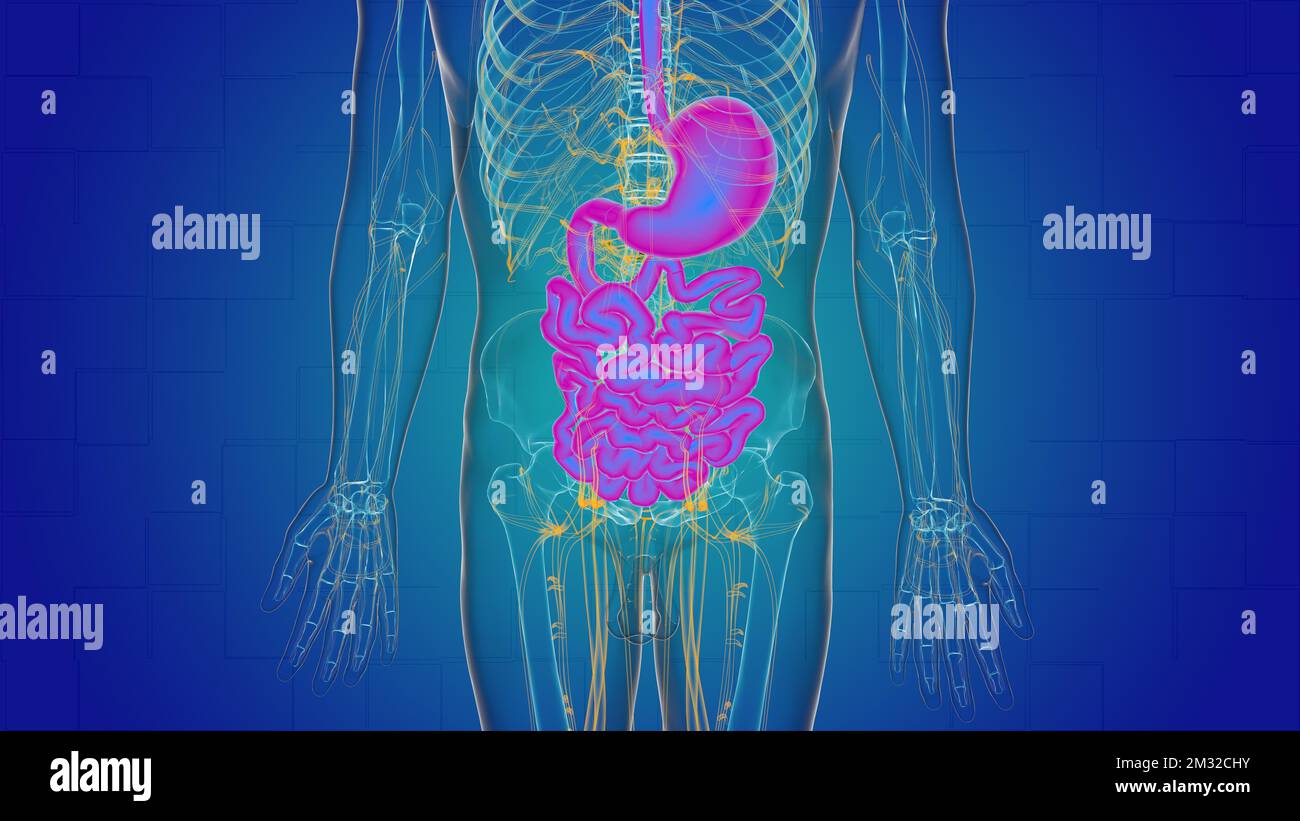 Male guts stomach digestive hi-res stock photography and images - Alamy