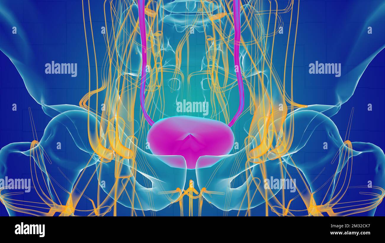 Urinary bladder is a temporary storage reservoir for urine Stock Photo ...