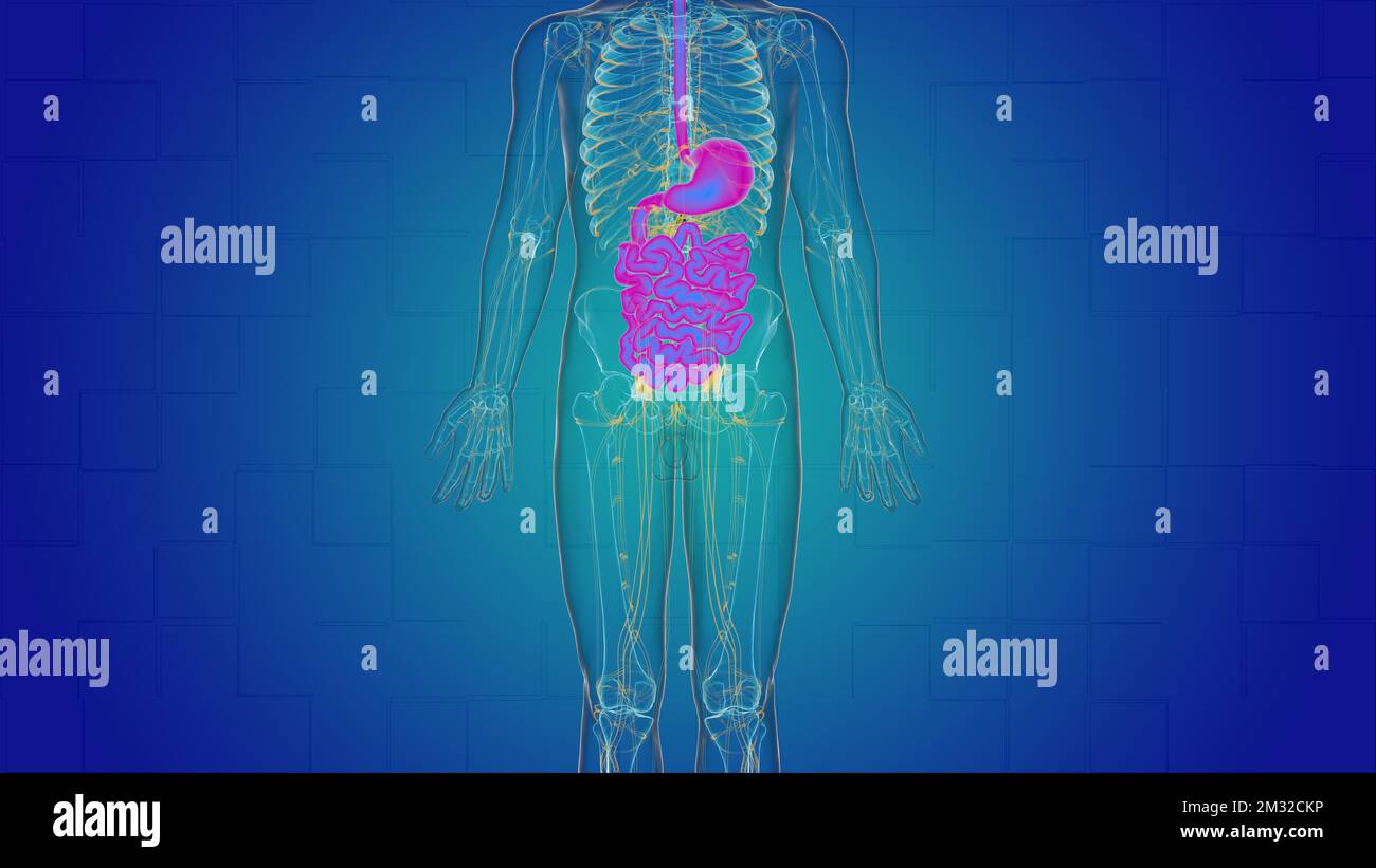 Human stomach anatomy for medical concept 3D illustration Stock Photo ...