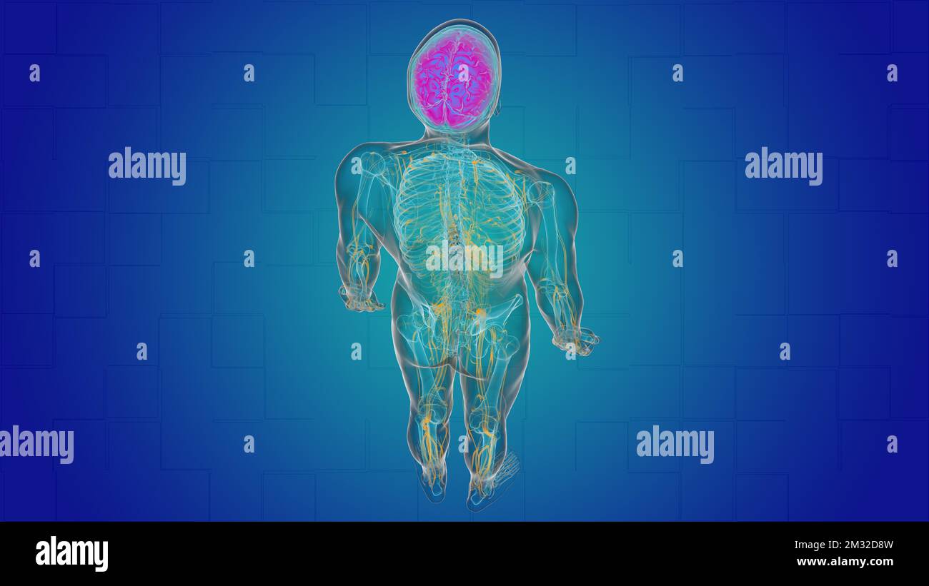 Human brain anatomy for medical concept 3D illustration Stock Photo - Alamy