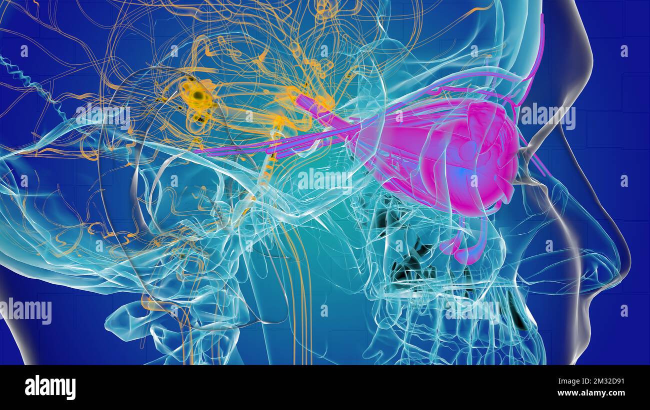 Human eye anatomy for medical concept 3D illustration Stock Photo - Alamy