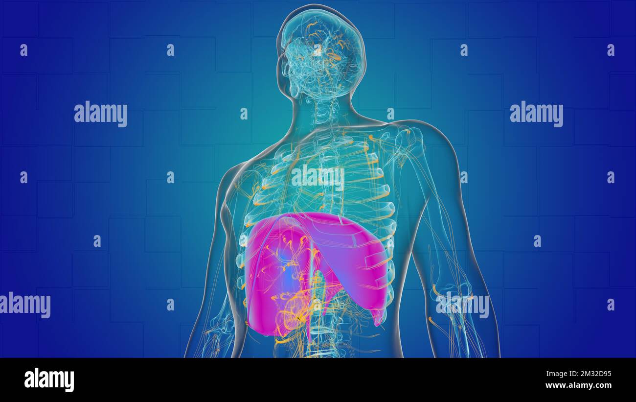 Human diaphragm anatomy for medical concept 3D illustration Stock Photo ...