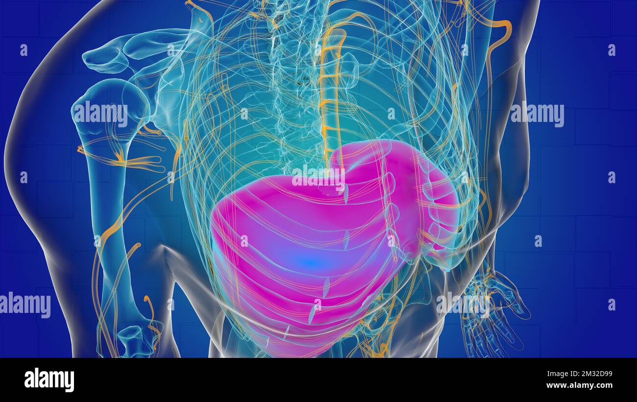 Human diaphragm anatomy for medical concept 3D illustration Stock Photo ...