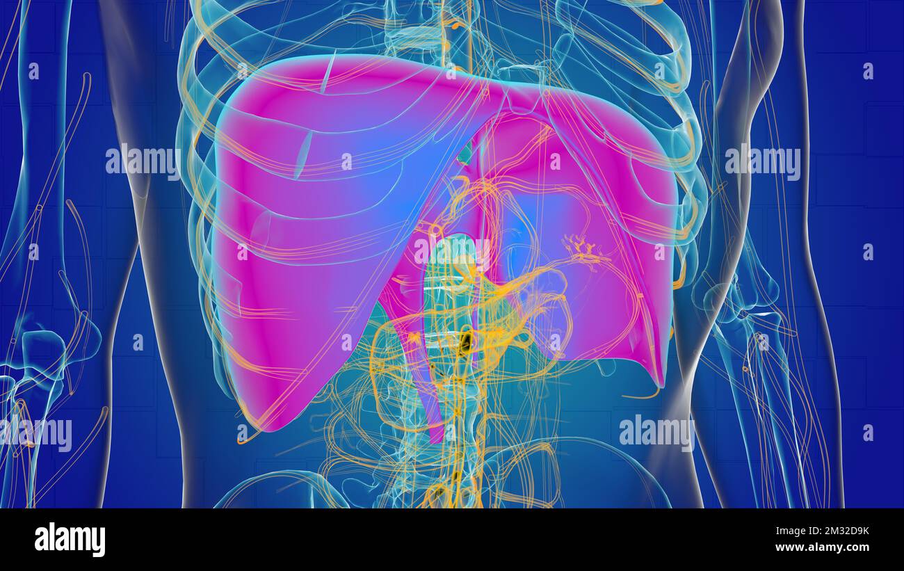 Human diaphragm anatomy for medical concept 3D illustration Stock Photo ...