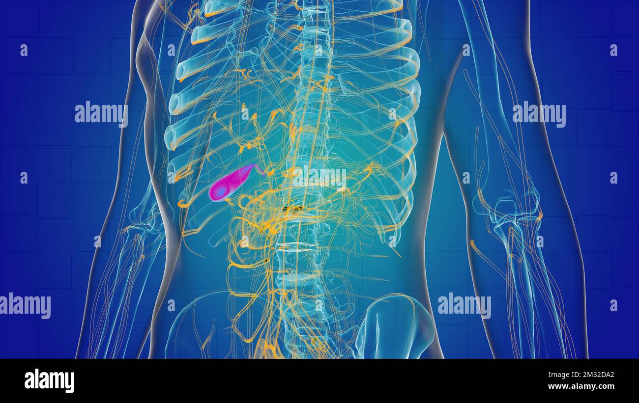 Human gall bladder for medical concept 3D illustration Stock Photo - Alamy